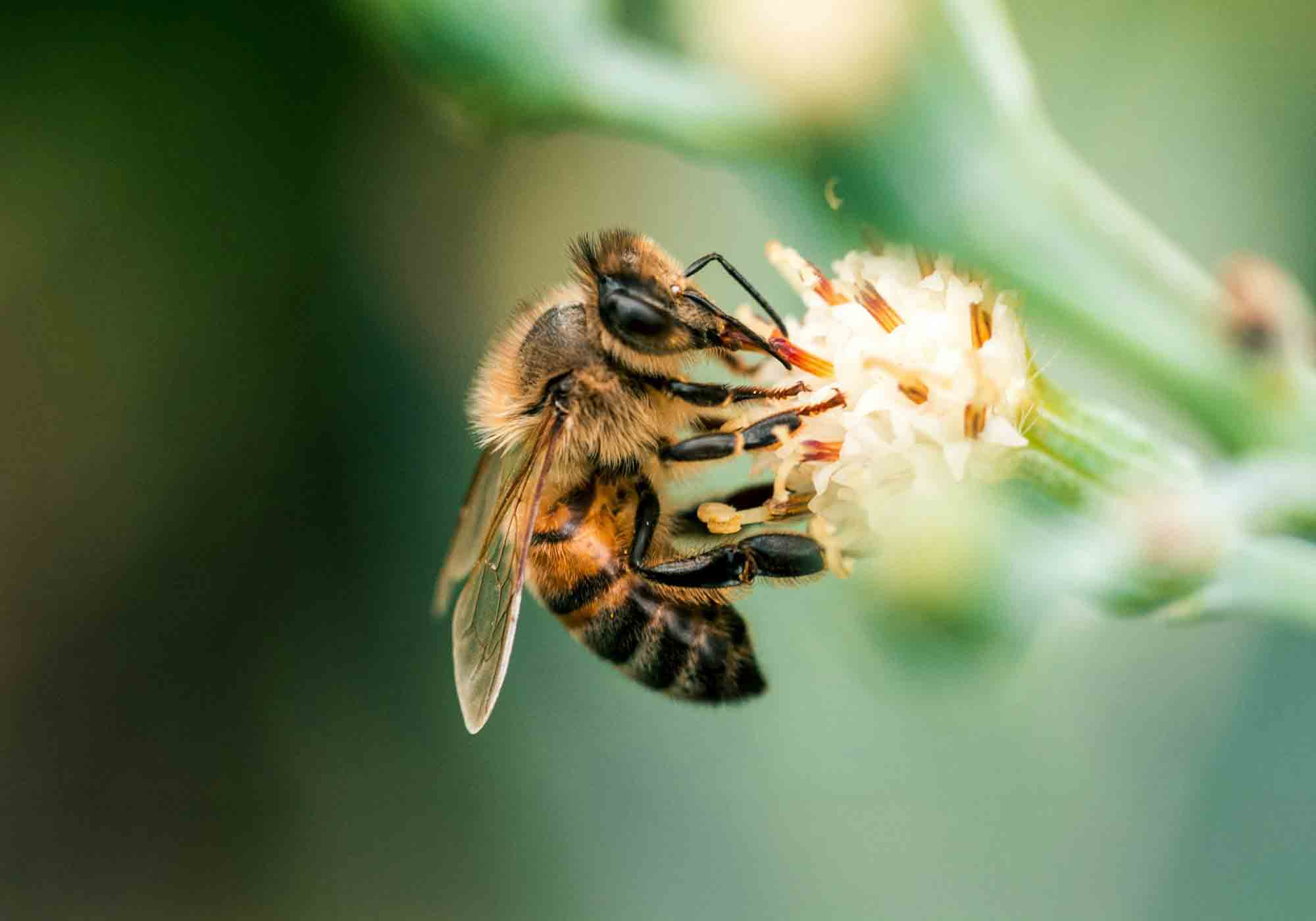 Socks that Save Bees – Talking Toes